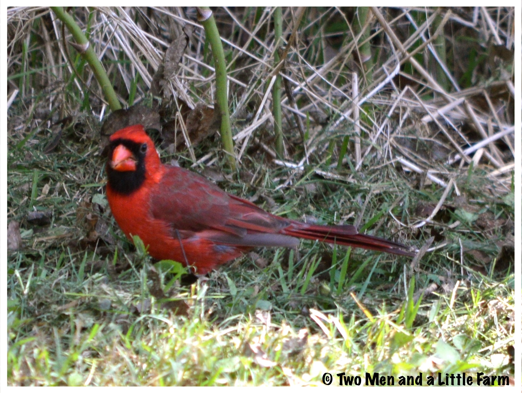 Two Men and a Little Farm: CARDINALS ARE BACK INSPIRATION THURSDAY