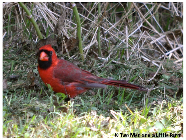 Two Men and a Little Farm: CARDINALS ARE BACK INSPIRATION THURSDAY