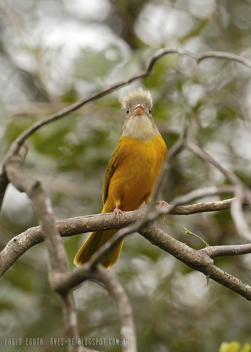 mis fotos de aves: Eucometis penicillata Tangara Cabecigris Gray-headed ...