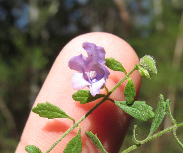 PhyloBotanist: Botany picture #233: Prostanthera violacea