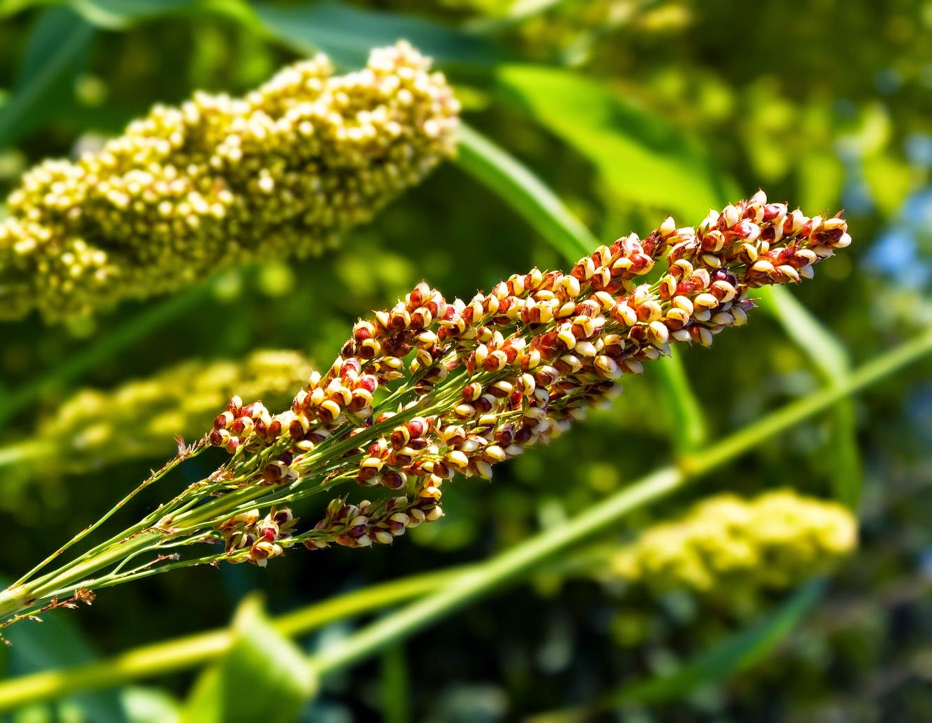 DIÁRIO COM A NATUREZA: 10 DE MAIO - QUINOA - GRÃO - FLOR
