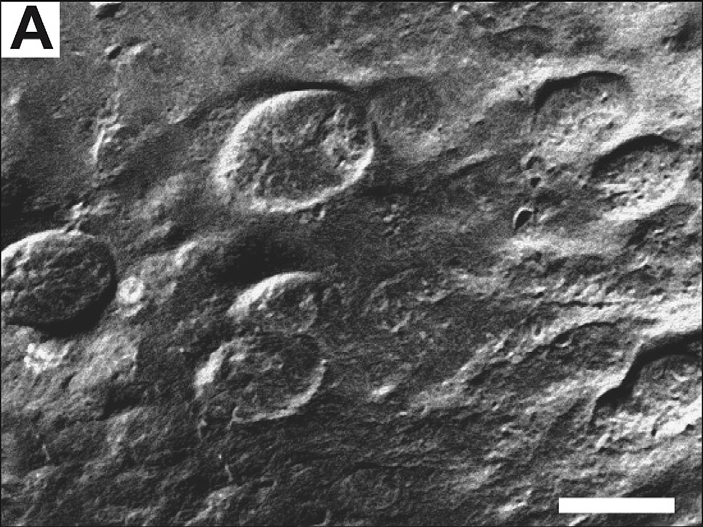Sciency Thoughts: Putative discoidal fossils from the Ediacaran of ...