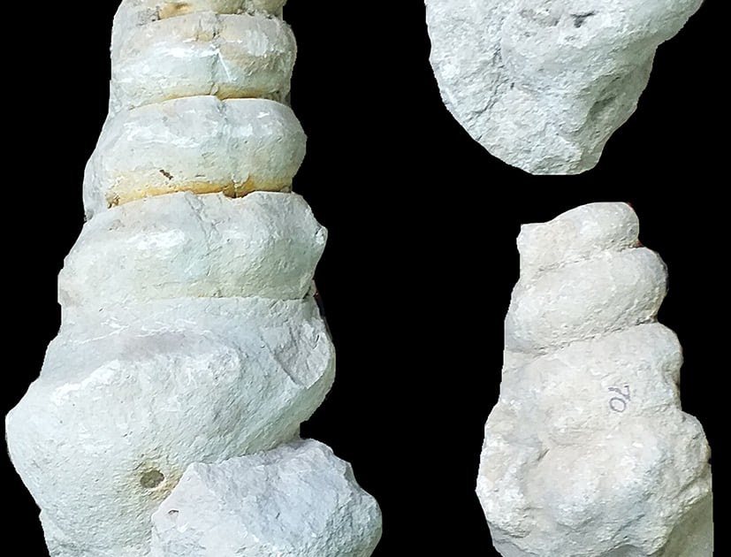 Ştiinţă pentru toţi: Campanile giganteum (Lamarck, 1804) – gastropod ...