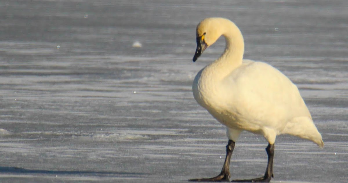 Cannundrums: Whistling Swan