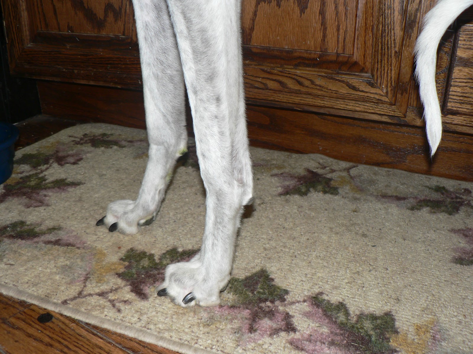 Aragon Greyhounds: Greyhound Carpal Joints