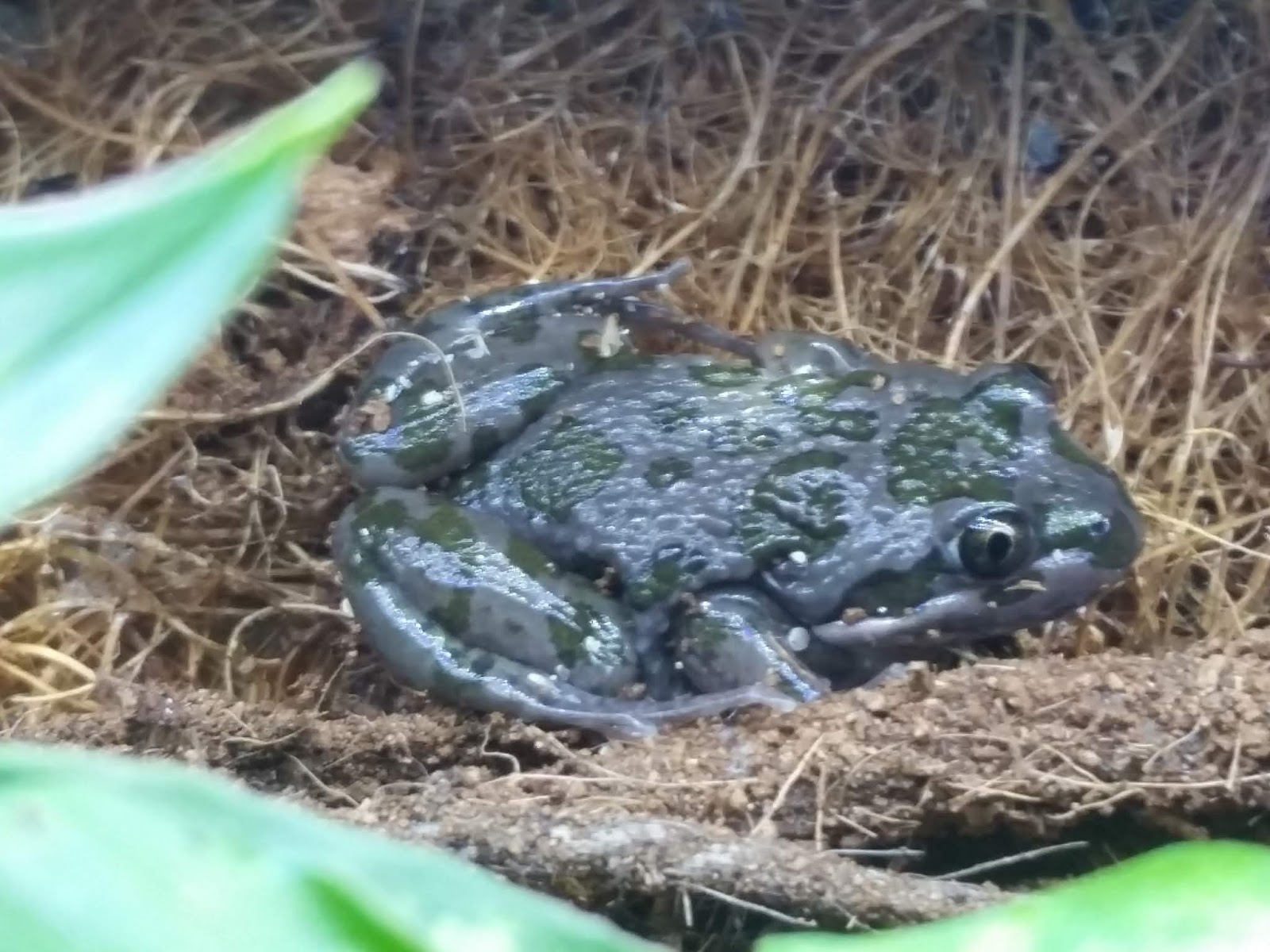 Setting up a Paludarium: Paludarium fauna
