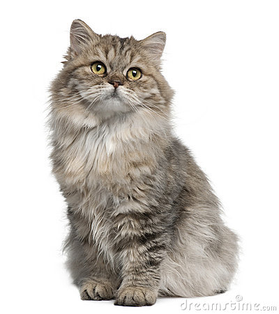 Macam - Macam Ras Jenis Kucing ~ Indonesia | Info Terbaru