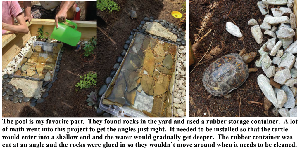 How to Build a Turtle Habitat! - Learned Lessons Teaching Materials