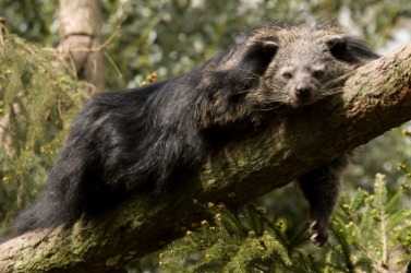 Happy Hootenanny: B is for...