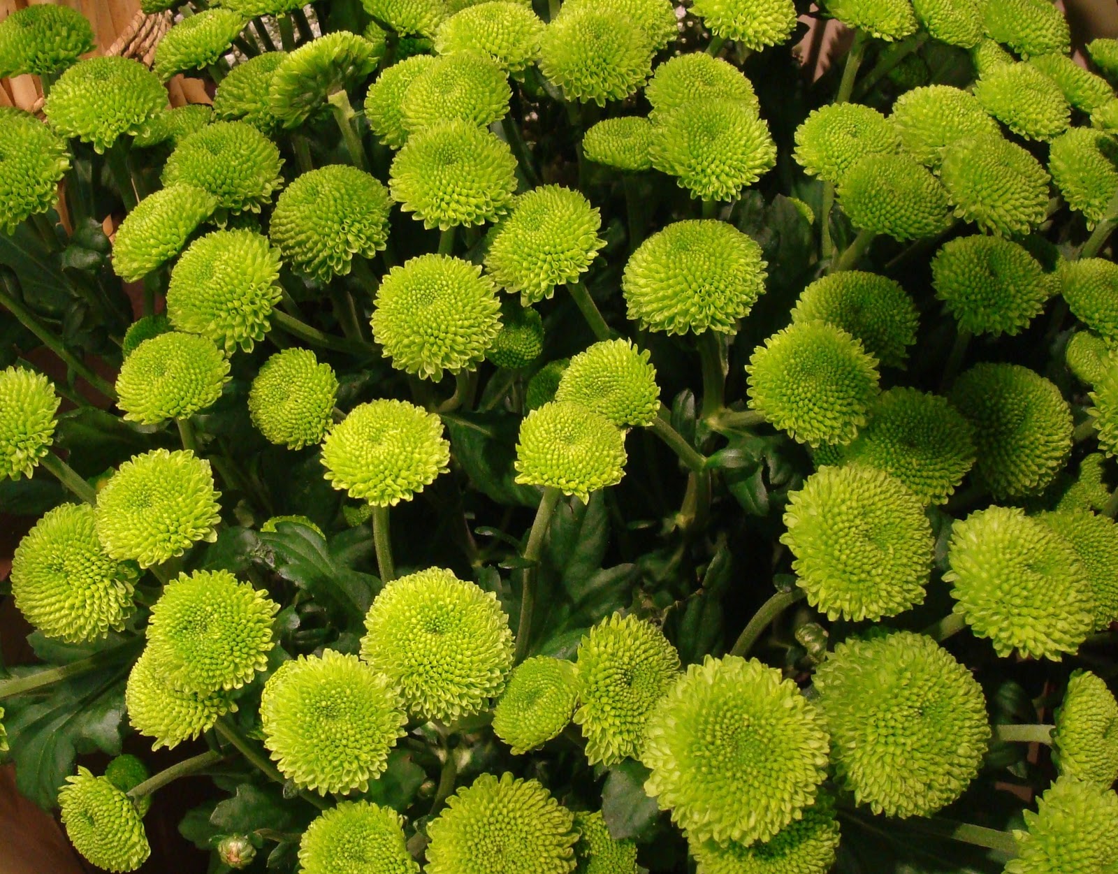 Fleuriste Isabelle Feuvrier: 01/11/11 - 01/12/11