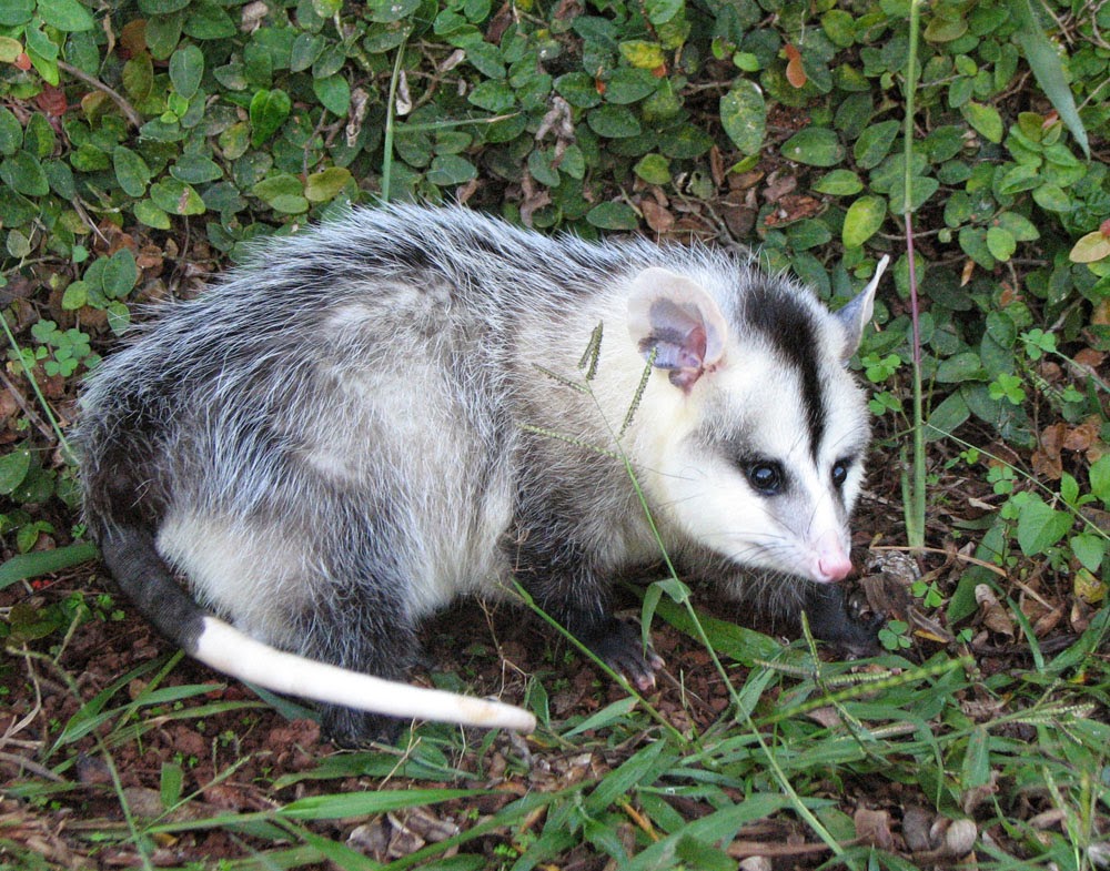 Animal World: Gambá Brasileiro