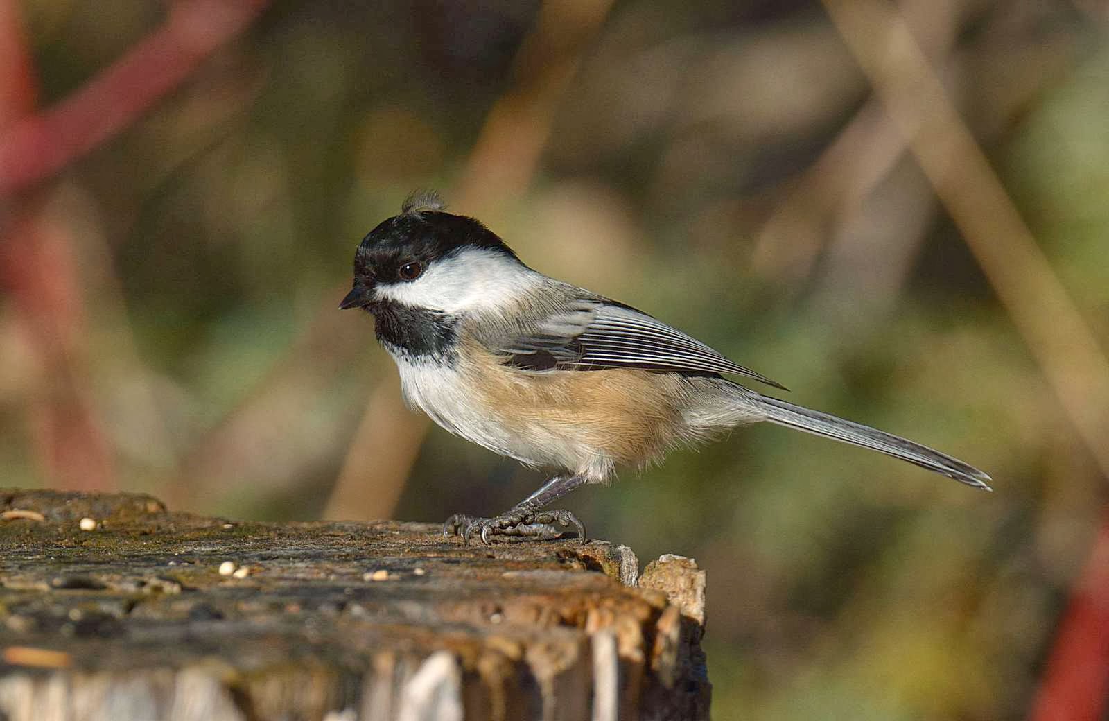 Turbo's Track and Photo Tour: Red Breasted Nuthatch, Chickadee, Coopers ...