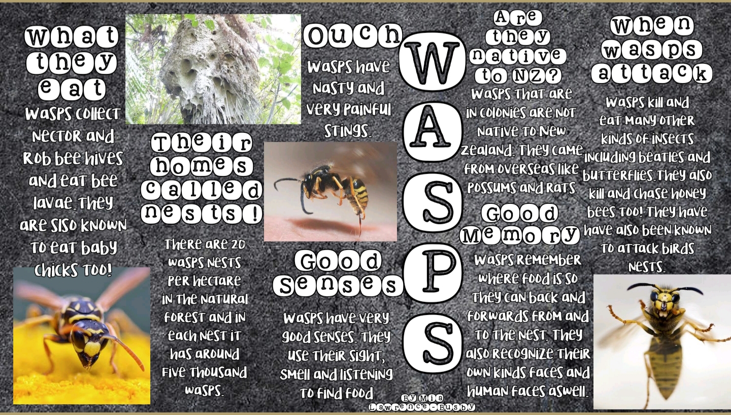 Mia@Kaingaroa School: My poster about wasps