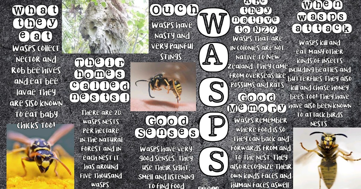 Mia@Kaingaroa School: My poster about wasps