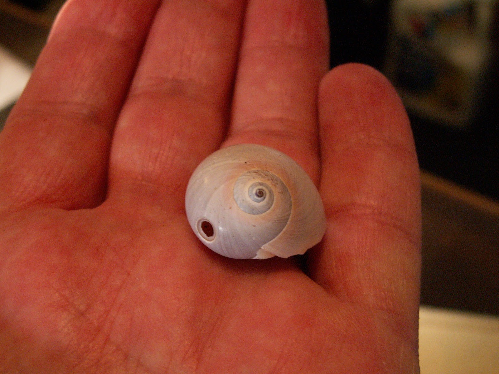 The Natural World: Necklace Shells by Dr. Joe Richardson, Guest Blogger