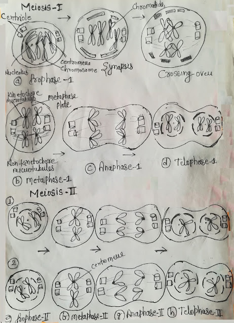 Meiosis - Reproduction Cell Division, Meiosis l, Meiosis ll