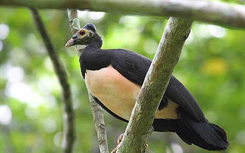 Flora dan Fauna Sulawesi Tengah - THE COLOUR OF INDONESIA