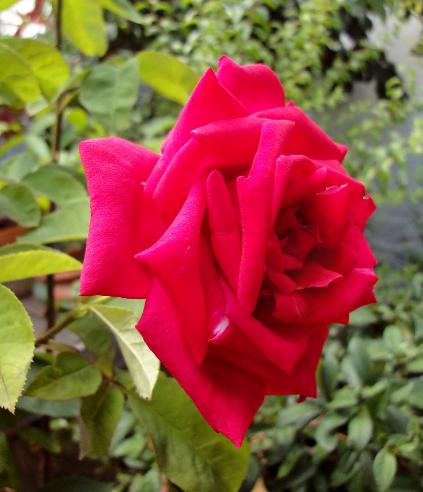El Sello Verde: Rosa, rosae, rosa