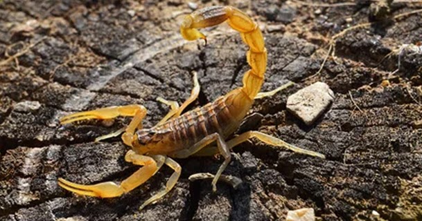 El Escorpión "Isabel Ceciliae"