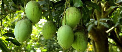 MANGO TREES: History and Origin of Mango
