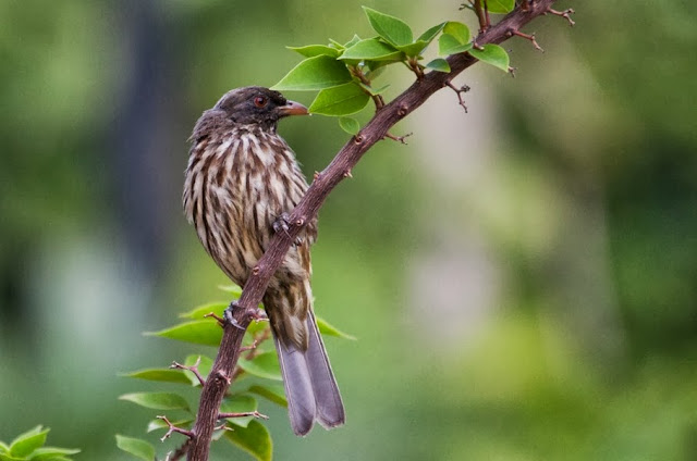 Ave Nacional de la República Dominicana: Cigua Palmera (Dulus dominicus ...