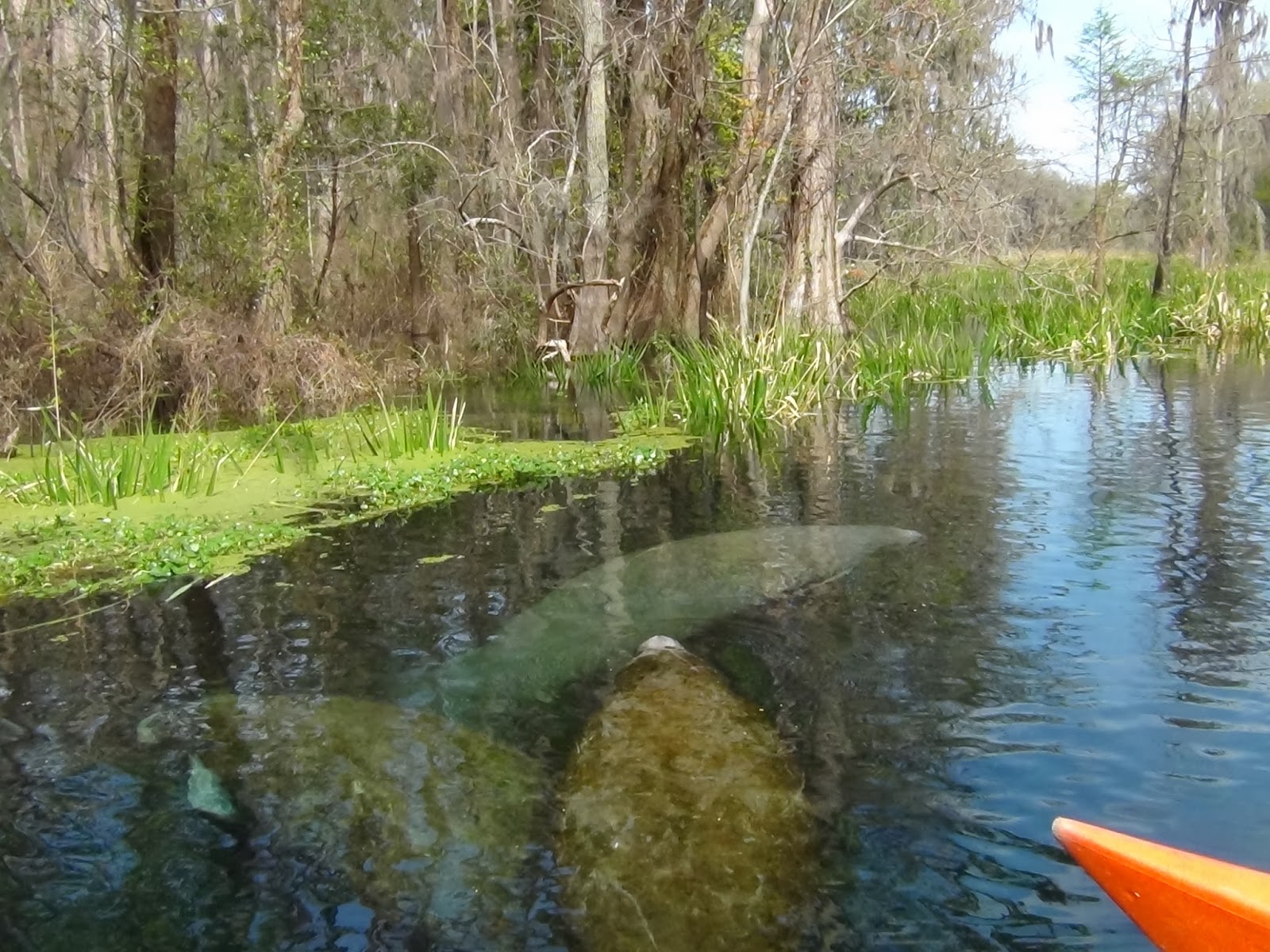River Guides journal: Request for manatee sightings on Ichetucknee