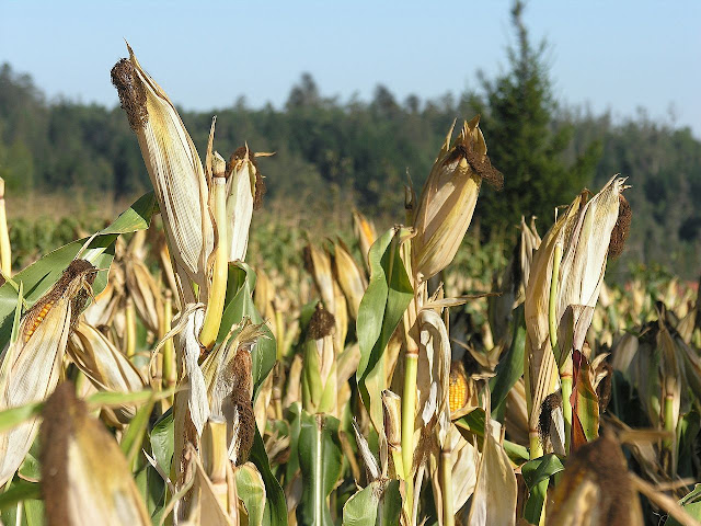 EL Rincón de Yanka: DONDE EL MAÍZ SE LLAMA "MILLO"