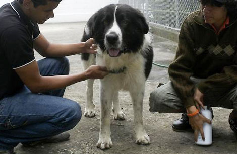Merideando: Ciudad de los Caballeros : Estado Merida