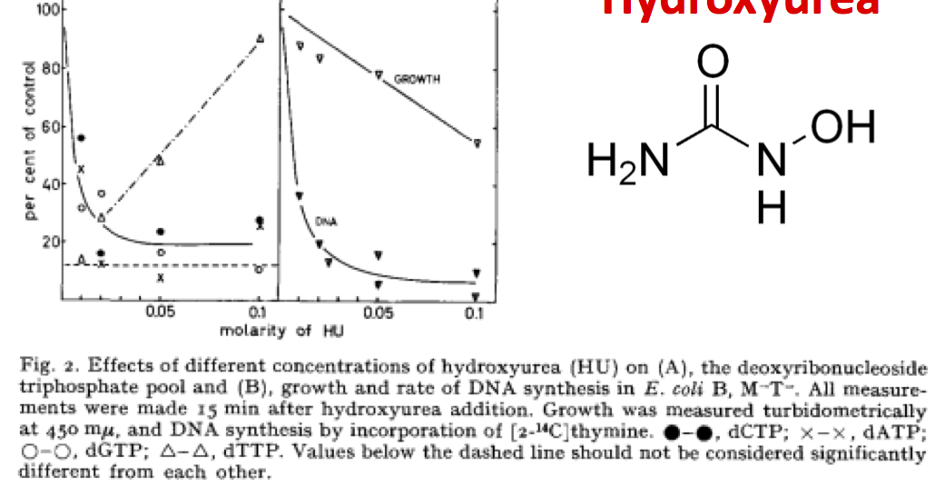 RRResearch: Hydroxyurea stalls DNA replication; does competence help ...