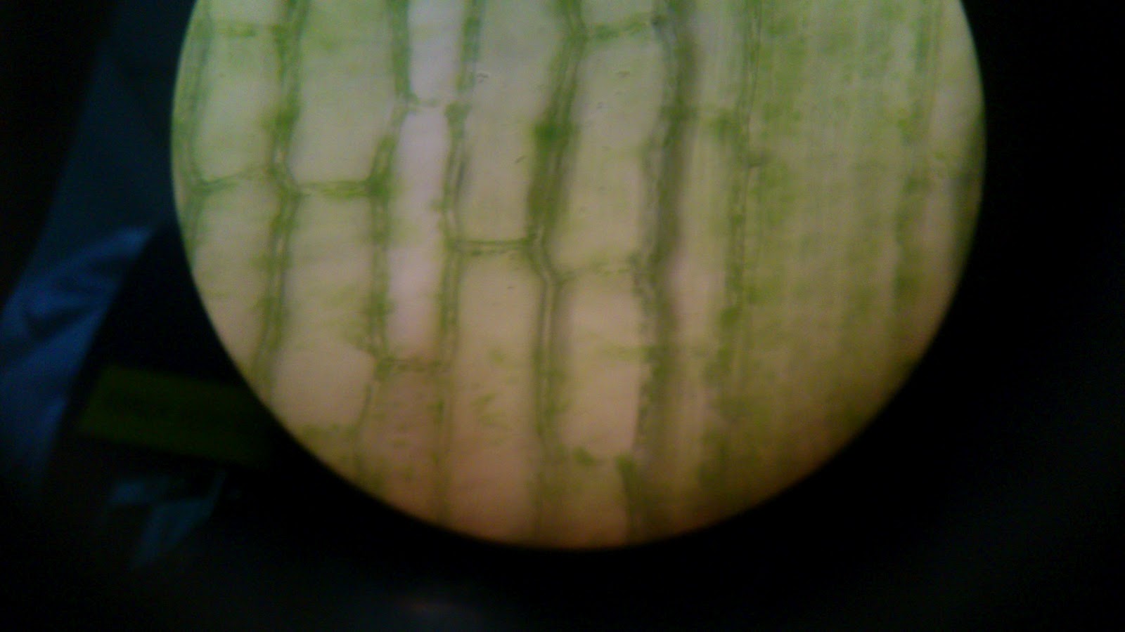 Biojournal: Microscope view of Hydrilla Cells