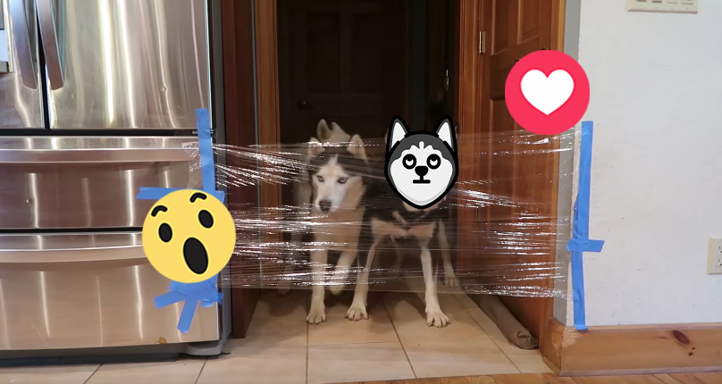 The Invisible Dog Challenge Can Easily Confuse Your Dog. - BuzzFire