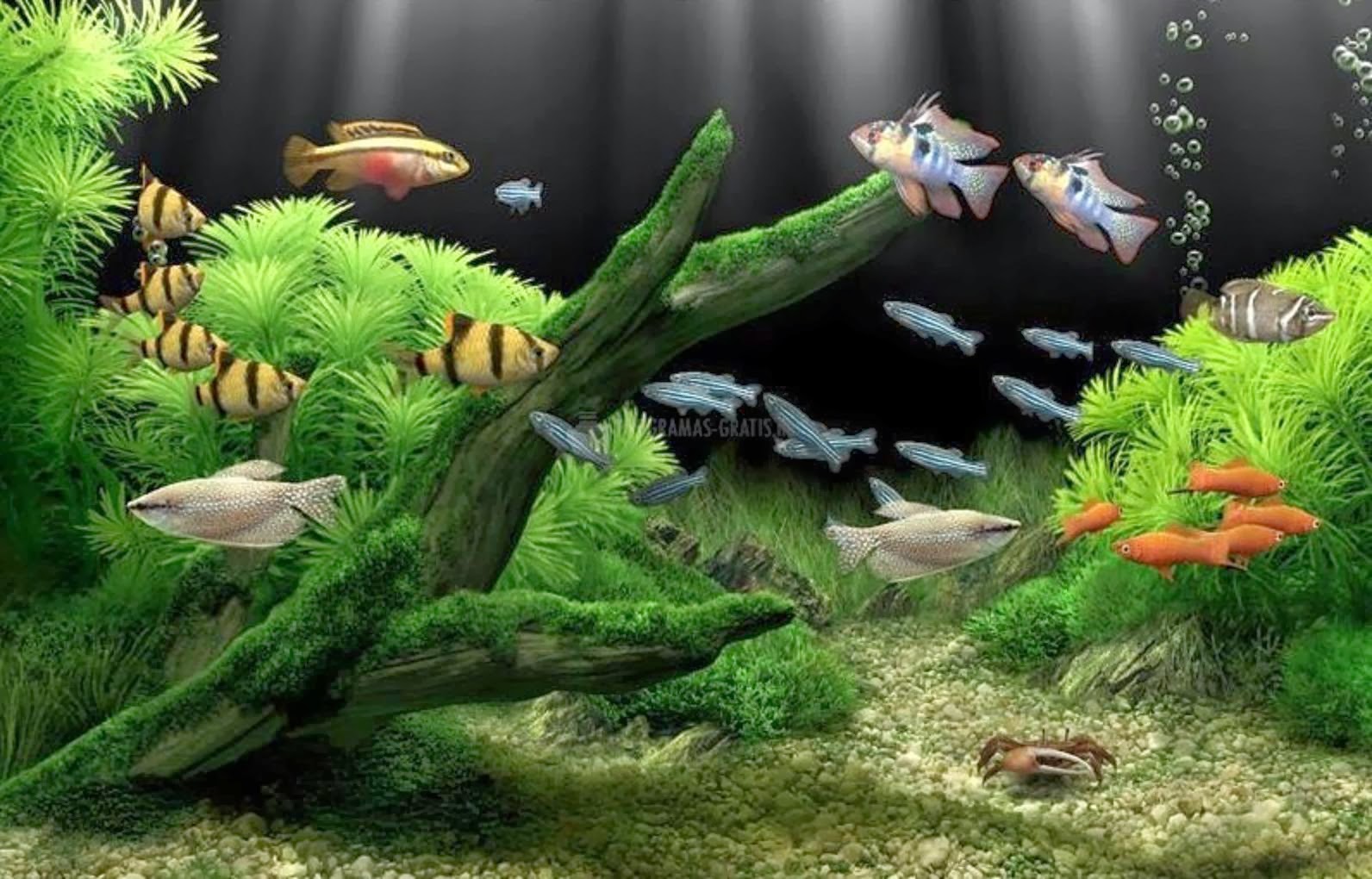 Peceras fondo de pantalla - Imagui