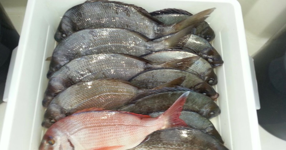 PESCA Y GASTRONOMÍA: RECETAS DE CHOPA: CHOPA AL HORNO, CHOPA A LA SAL ...