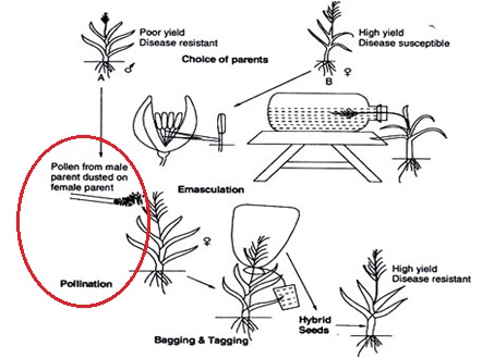 Hybridization (UNIT-II)