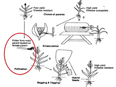 Hybridization (UNIT-II)