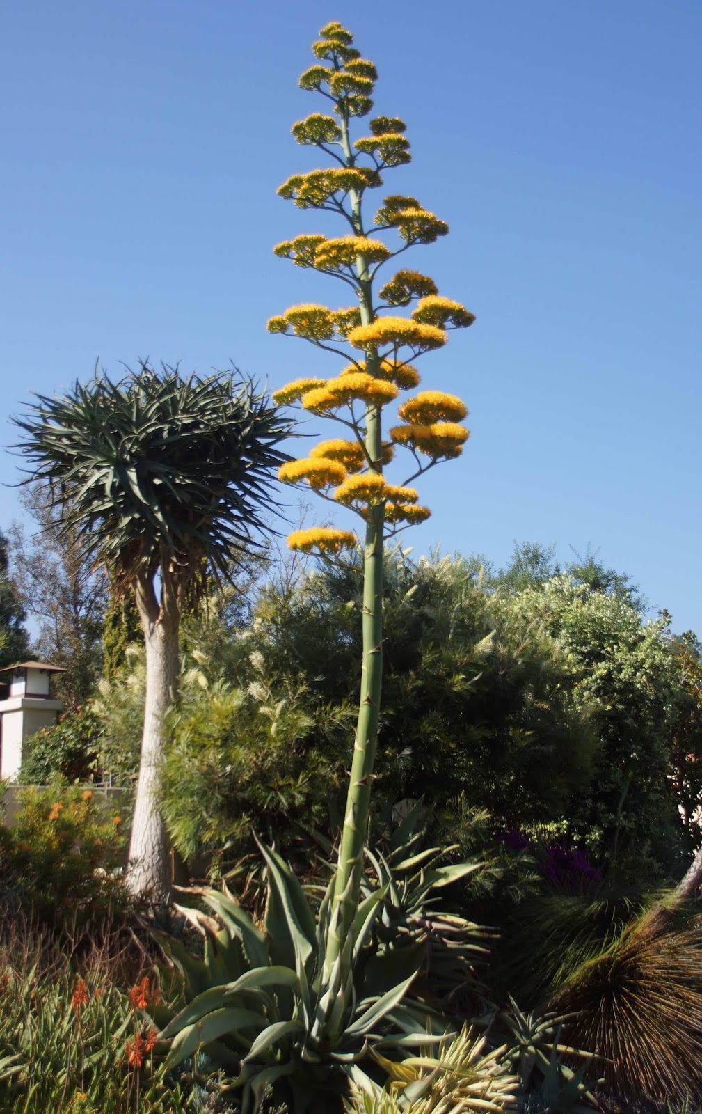 Family Visit To Brief Golden Tree/Roger's Has A New Vertical Planter