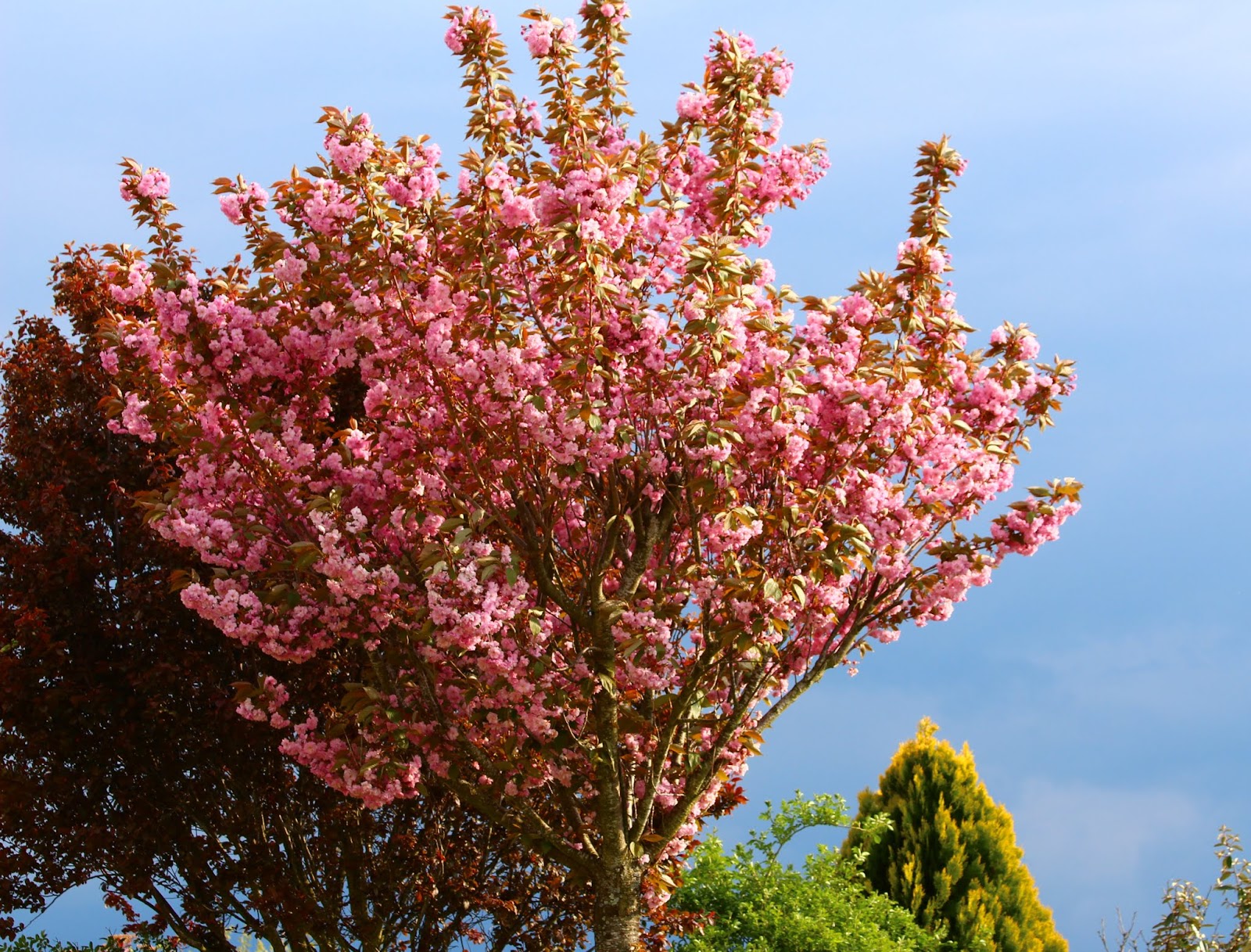 Roses du jardin Chêneland: Prunus serrulata "Pink Perfection"