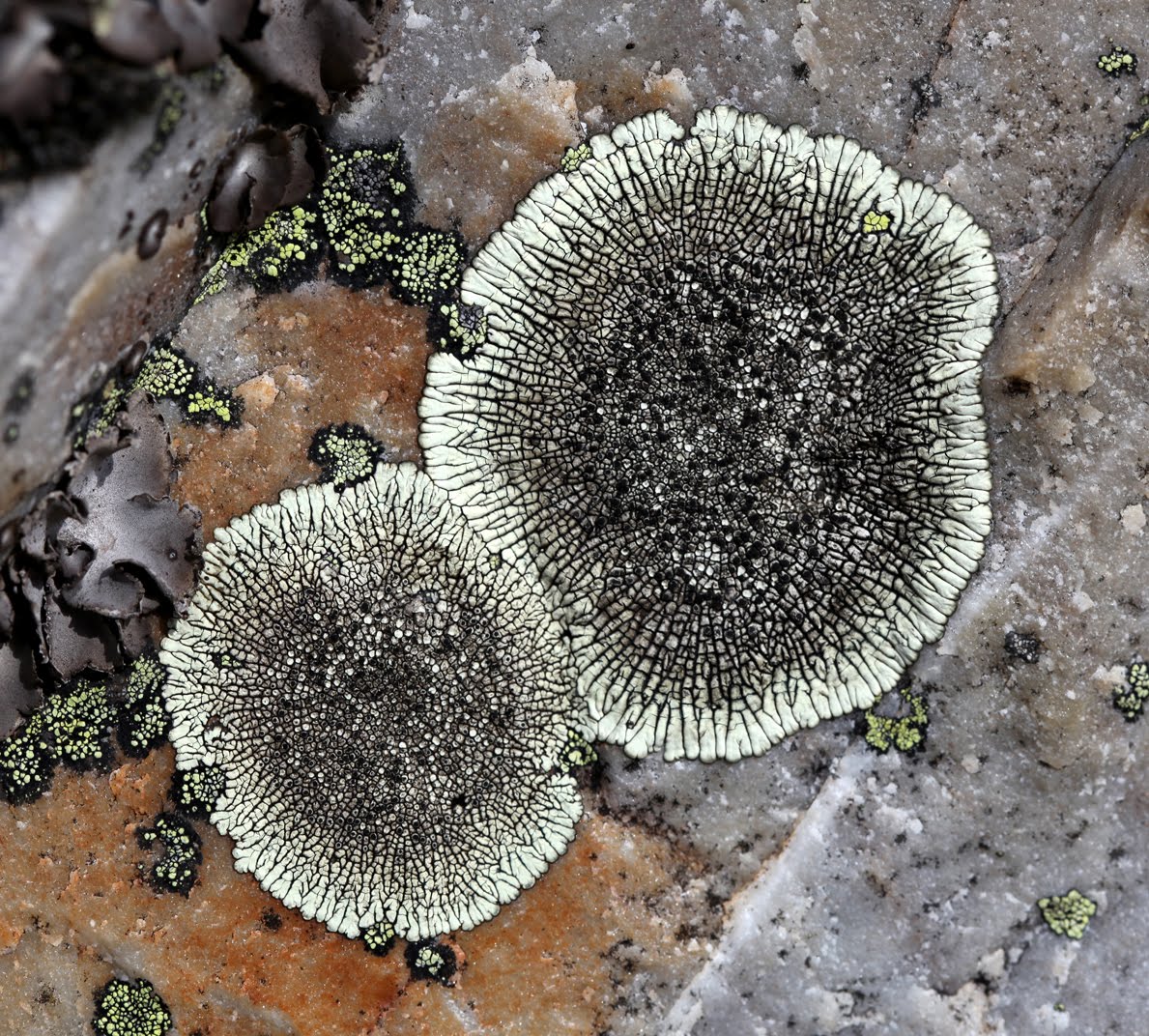 Biobricolaje: Líquenes, observación y estudio.