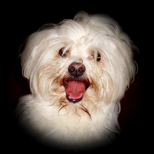 APRENDER A PROGRAMAR CON PYTHON: NAMEDTUPLES