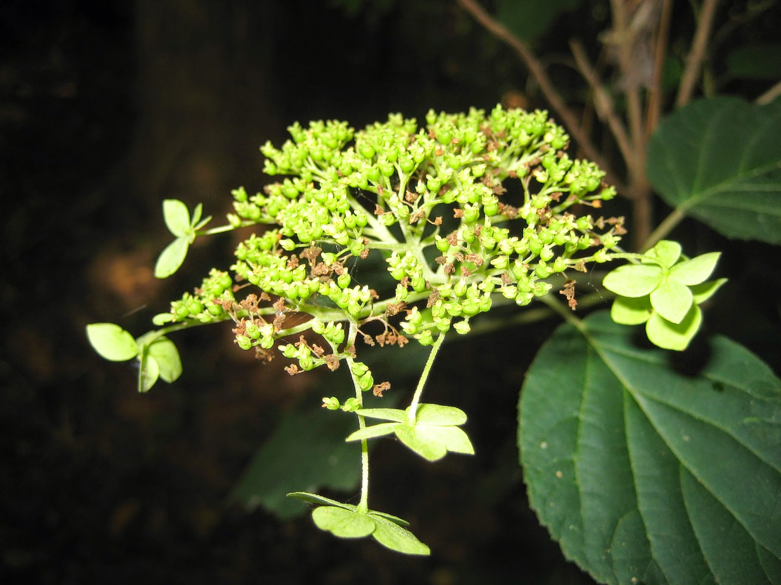 Discovering His Creation: Wild Hydrangea - Sevenbark (Hydrangea ...