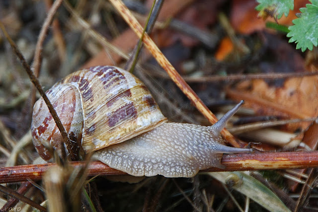 Rêveries: Les colimaçons ......