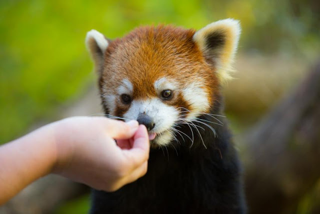 ANIMALS TIME : The Best 10 Red Panda Pics