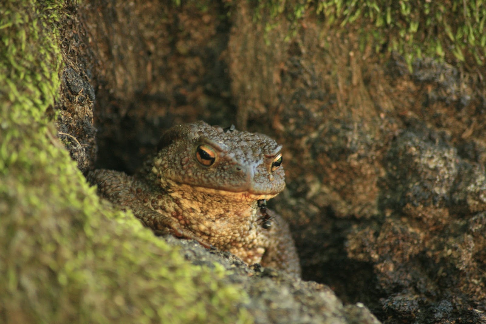 Revelatii de cafenea: Gradina Zmeilor si operatiunea "Capusa"