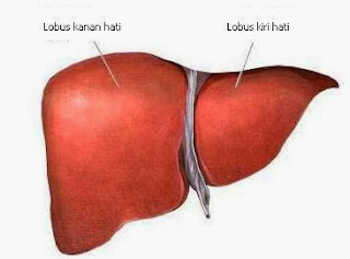 Penjelasan Tentang Struktur dan Fungsi Hati | Biologi Indonesia