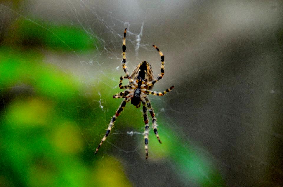 Animal Destination: Gagamba