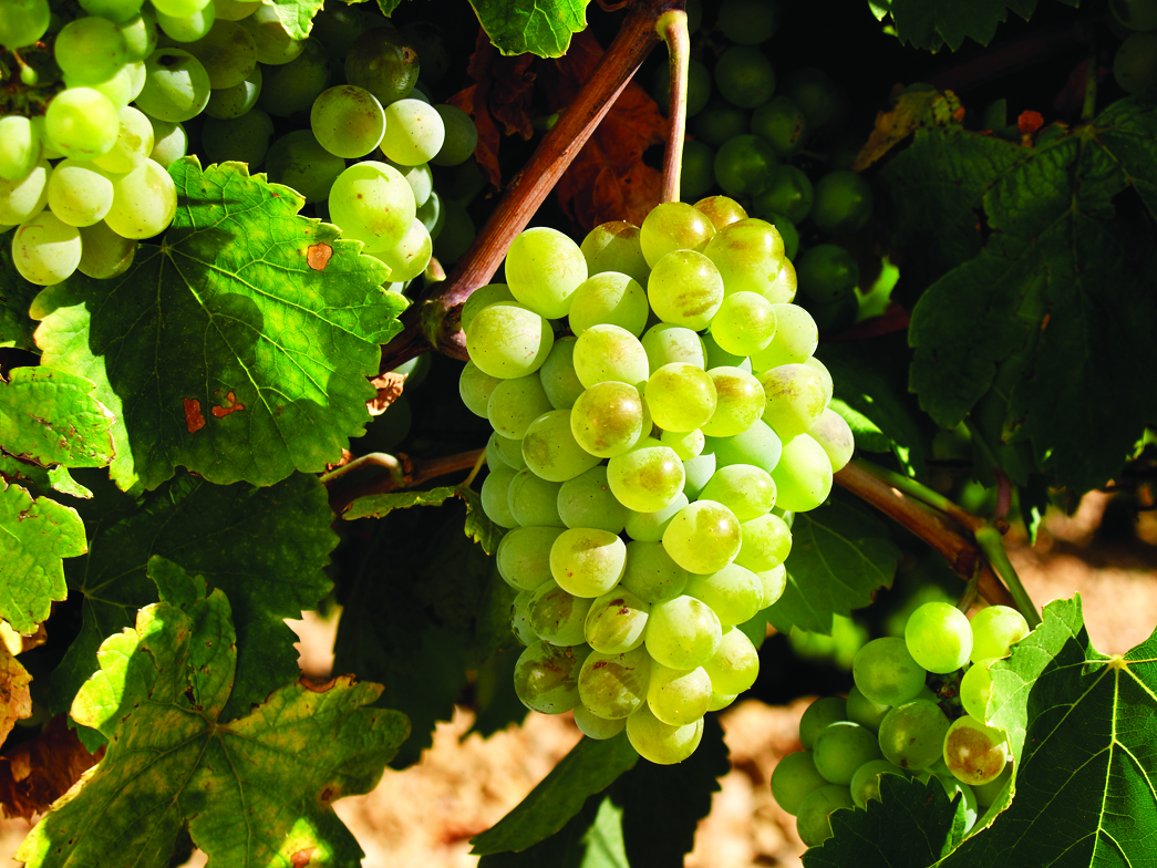 Thoughts of La Wina: Verdejo: The Variety of D.O. Rueda