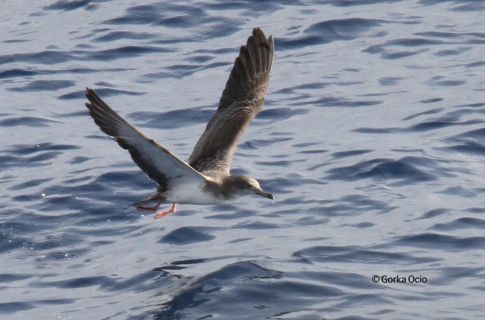 El blog de Gorka Ocio: PARDELAS DE CABO VERDE (Calonectris edwardsii ...