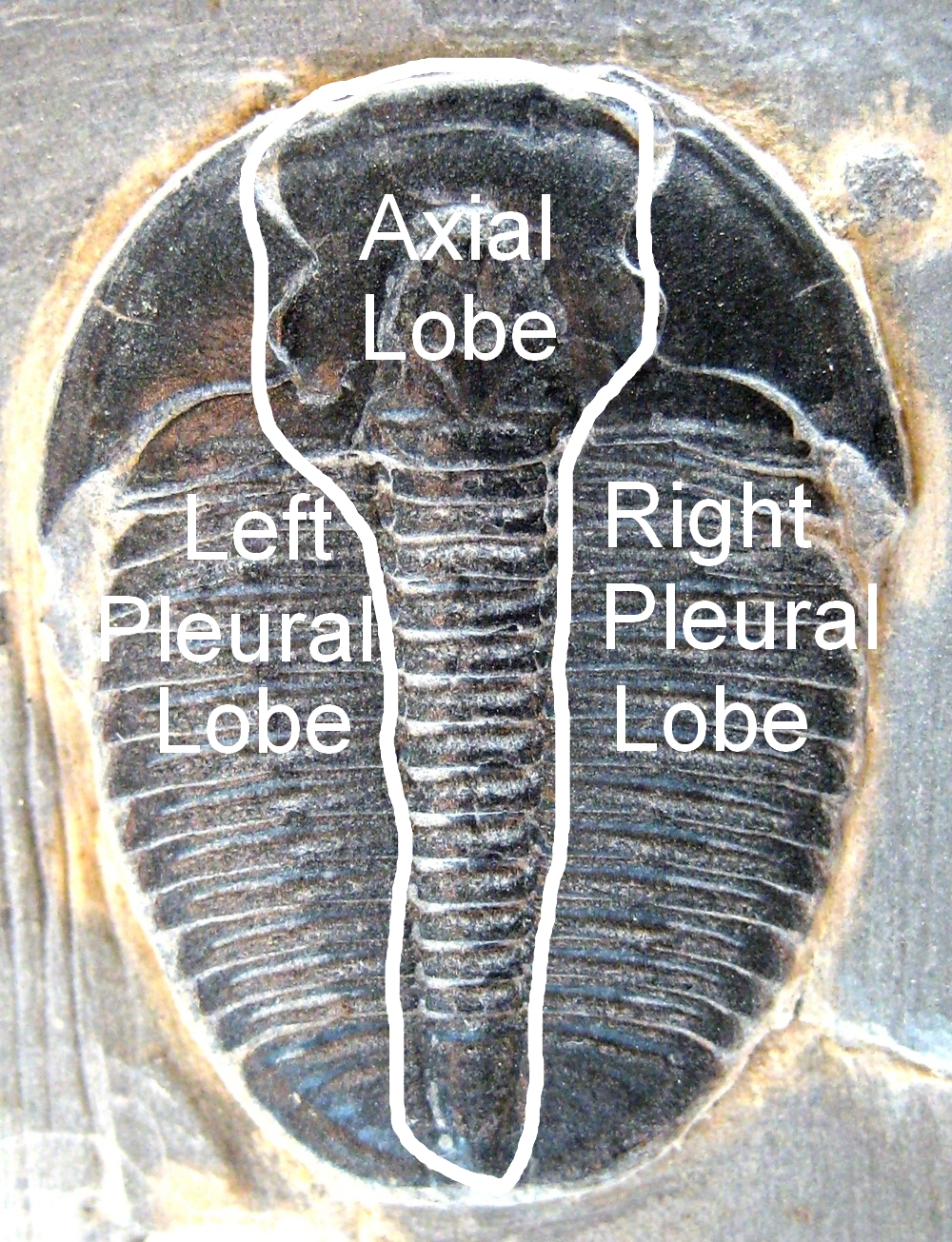 Fossils and Other Living Things: Contagion of Interests ~ A Case of ...