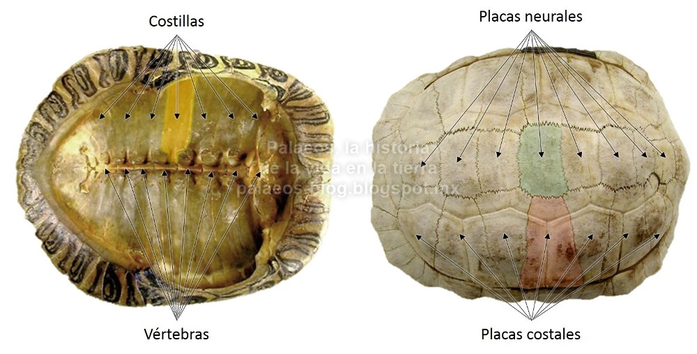 Palaeos, la historia de la Vida en la Tierra: Notas cortas: El origen ...