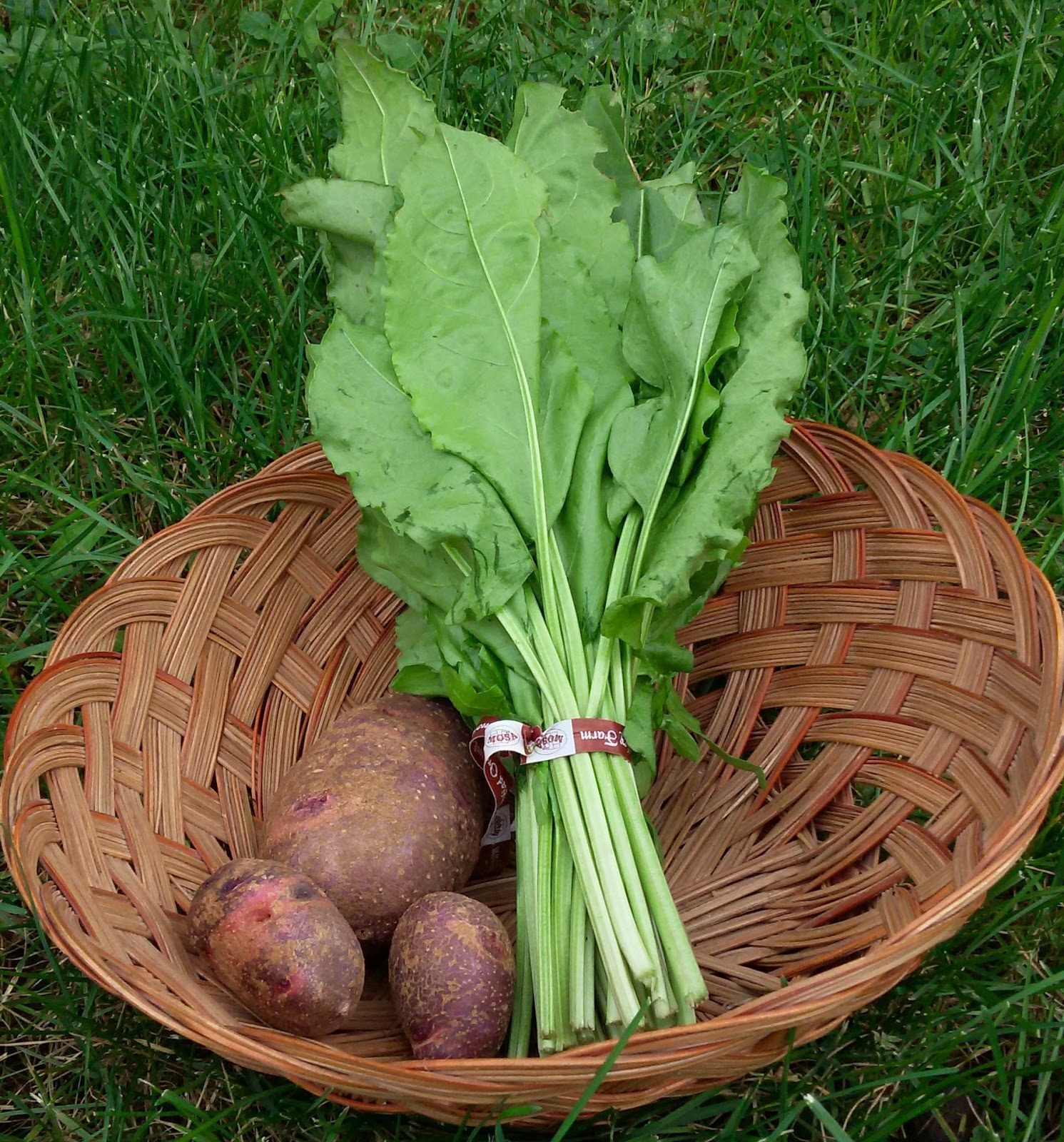 Harmony Valley Farm: Vegetable Feature: Sorrel...In the fall?!